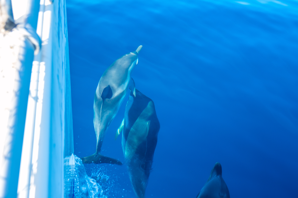 Where to find dolphins while sailing in France?