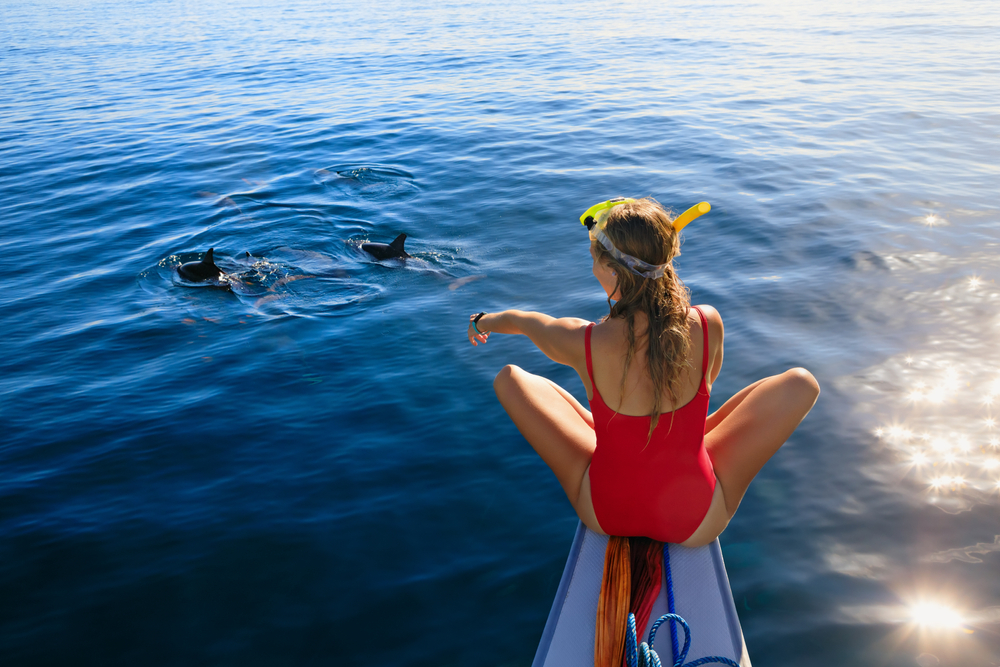 Where to find dolphins while sailing in France?